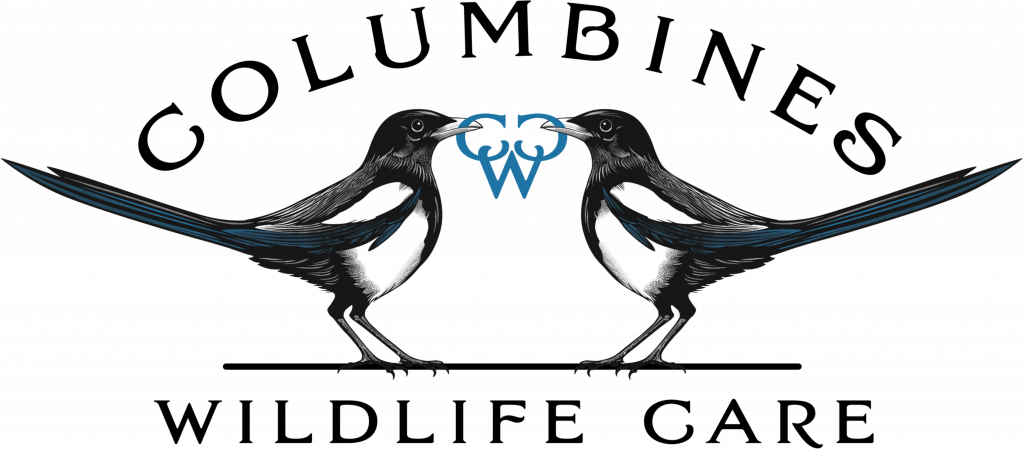 Columbines Wildlife Care | Non profit wildlife care based in Kent